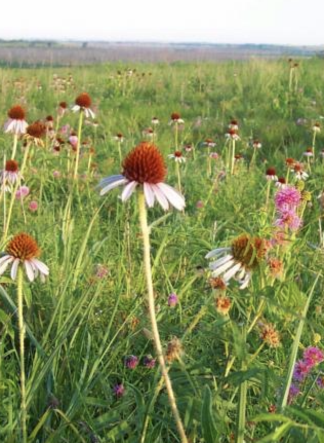 RESEARCH – CUBES Lab